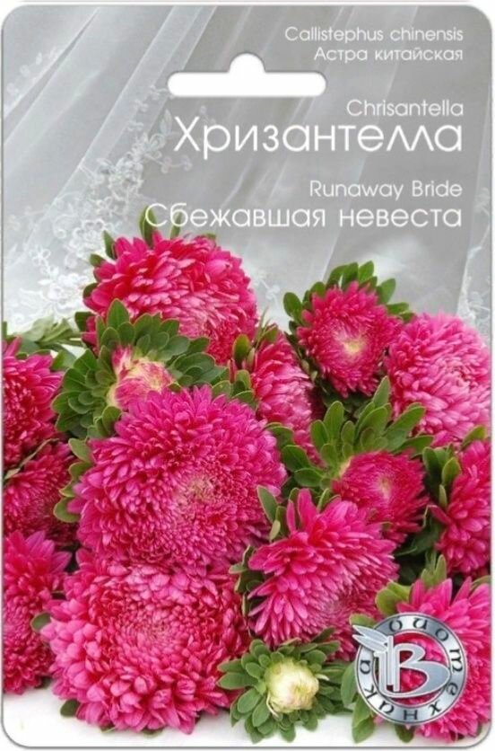 Хризантелла Сбежавшая невеста (30сем)