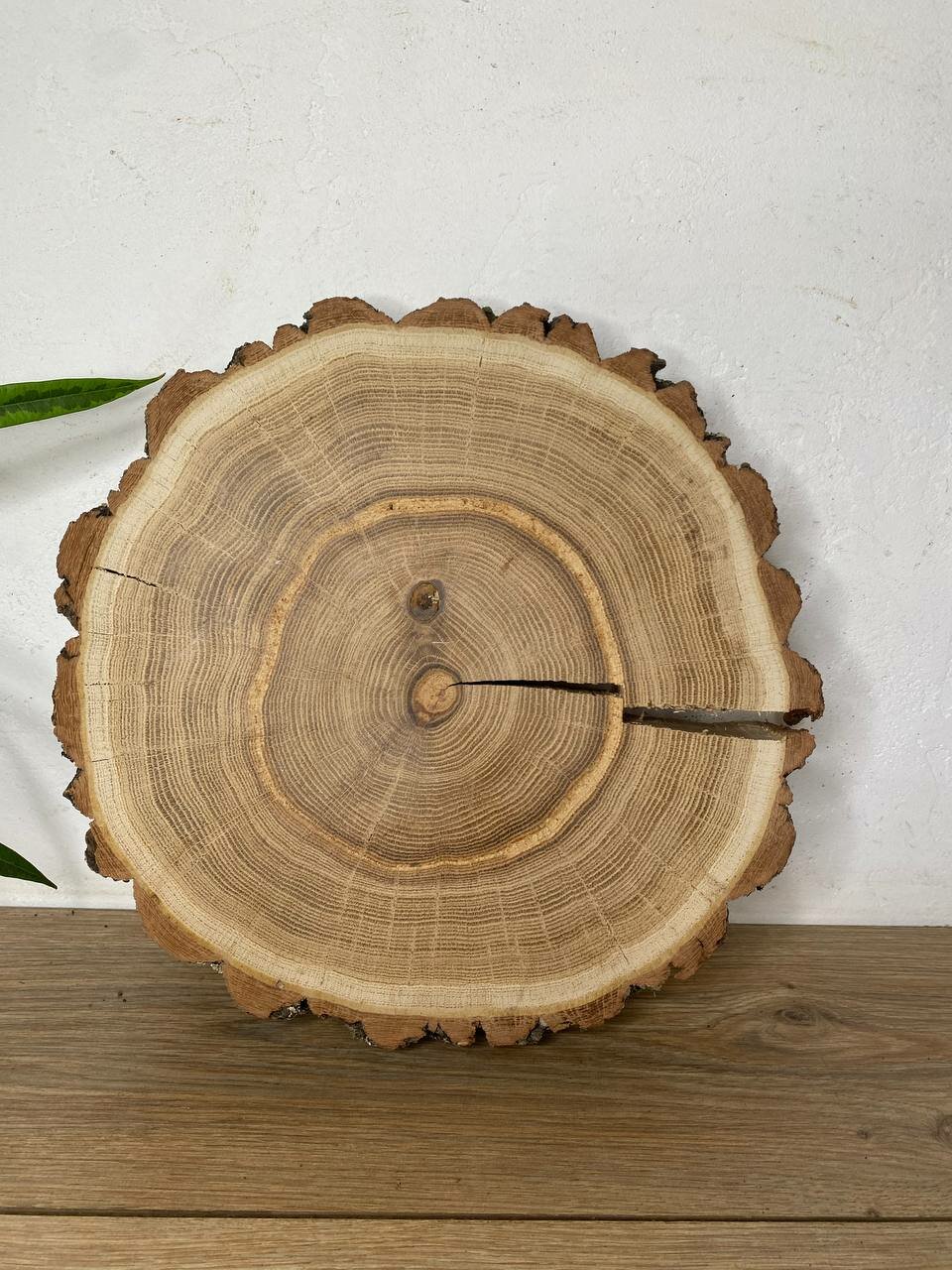 Спил дуб с корой , размер 33х32х5 см. Сухой, шлифованный с 2-х сторон, арт к1830