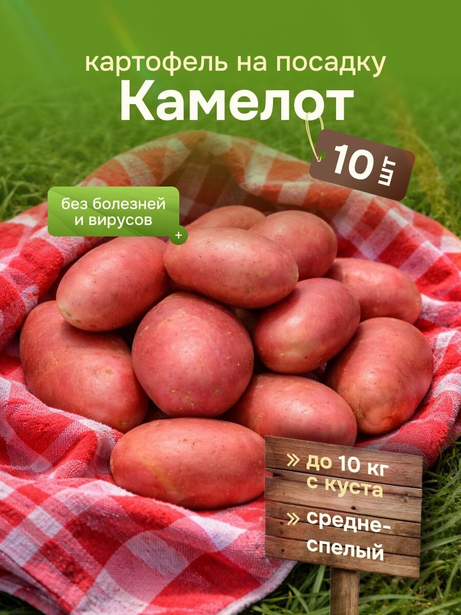 Семенной картофель на посадку Камелот 10 шт (среднеспелый)