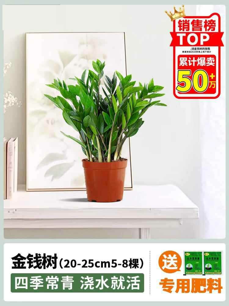 Горячая распродажаДенежное дерево, зеленое растение для интерьера, легкое в уходе, цветок для офиса, счастливое дерево, большой цветочный горшок, денежная гирлянда
