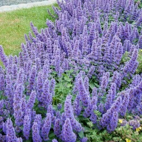 Котовник Фассена