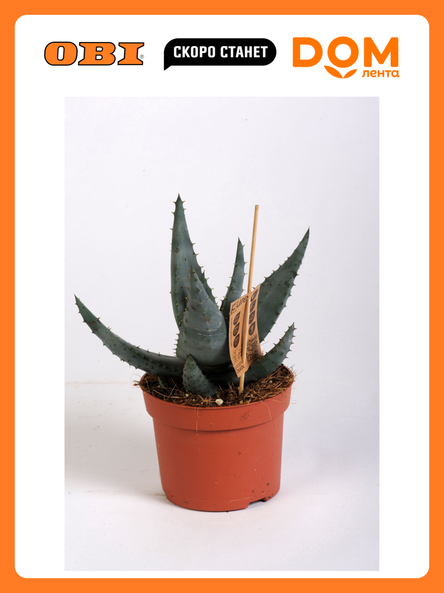 Растение Алоэ вера D12 H40