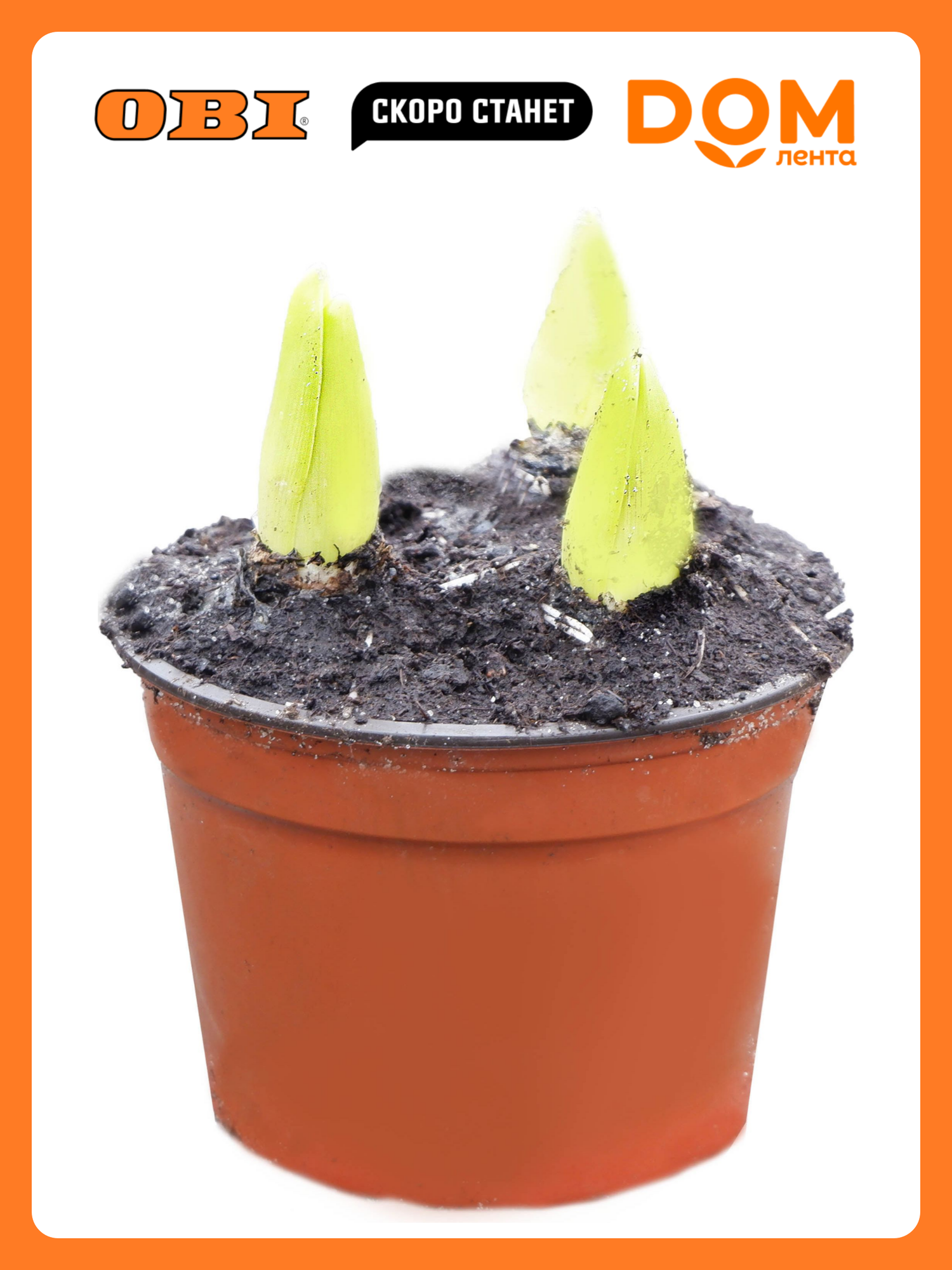 Растение Гиацинт 3 луковицы D12 Н20