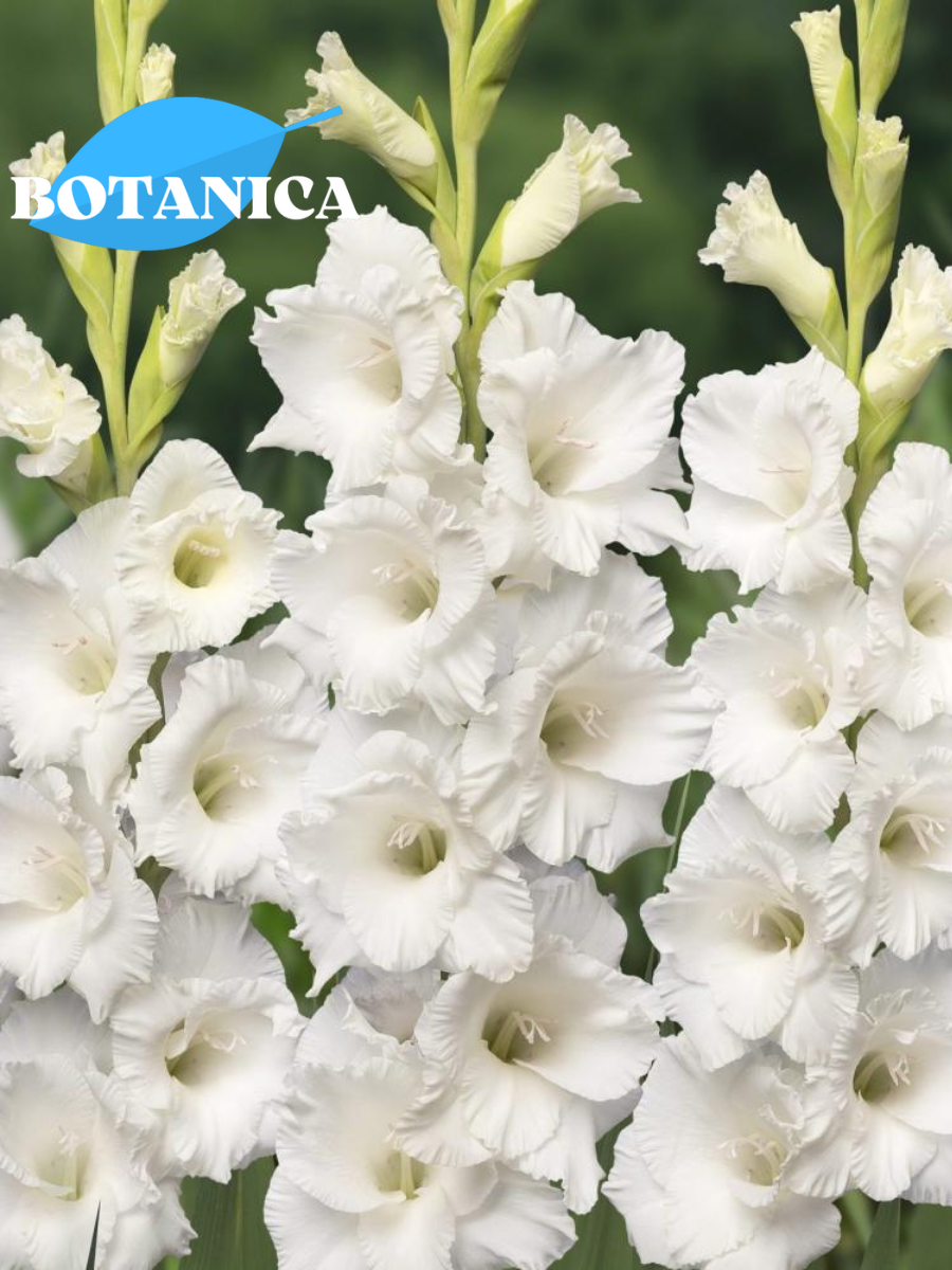 Луковицы цветов , botanica garden, Гладиолус Амстердам (3 штуки)