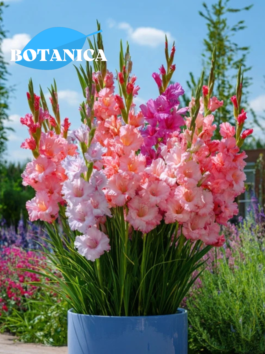 Луковицы цветов, botanica garden , Гладиолусы Пинк Фризл Микс (3 штуки)