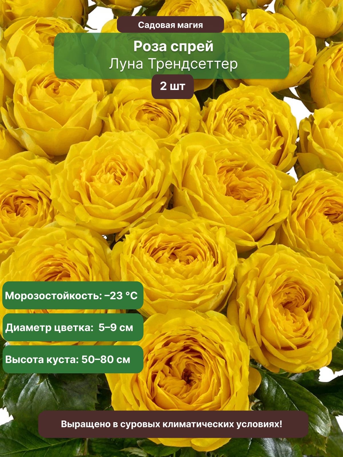Роза спрей "Луна Трендсеттер", многолетняя, желтая, 2 саженца