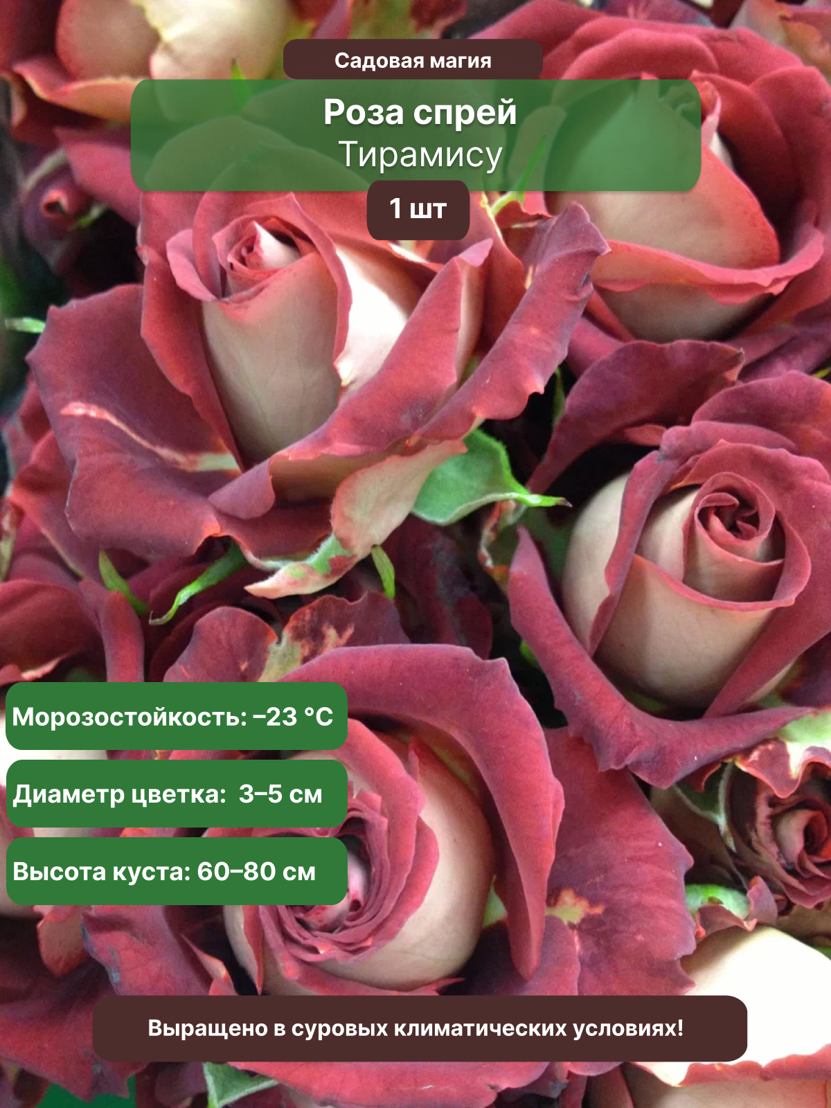 Роза спрей "Тирамису", многолетняя, 80см, цвет бордовый/коричнево-красный