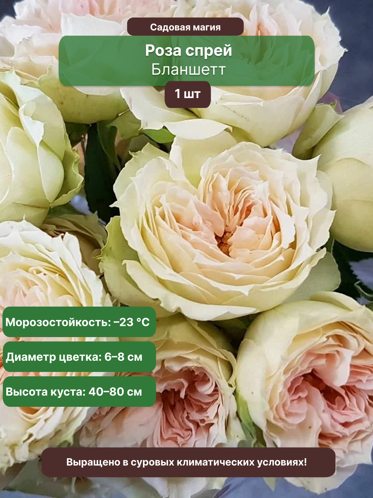 Роза спрей Бланшетт (Blanchette) , 1 саж , многолетняя , зеленая