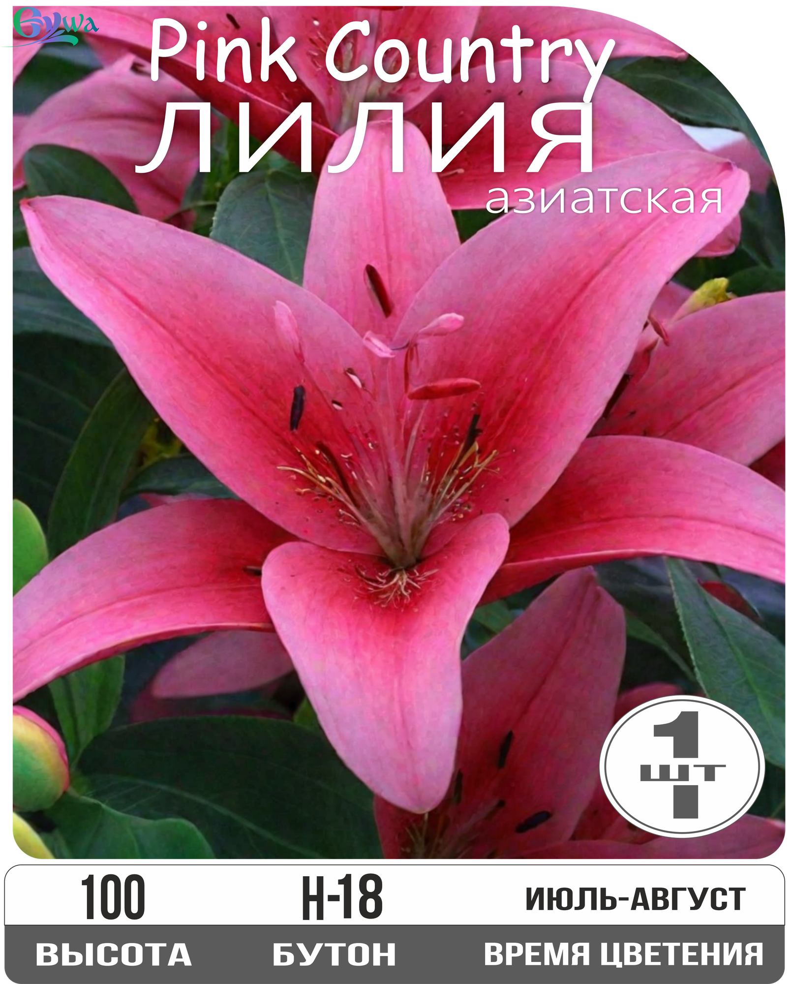 Лилия луковицы многолетние Пинк Каунти, азиатская, высота 100 см, 1шт.