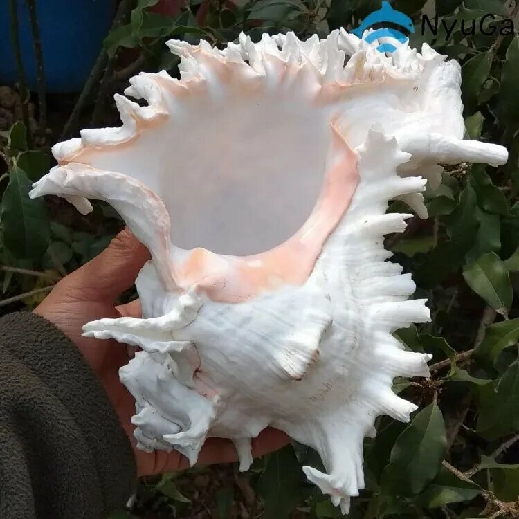 16-23 СМ Натуральная большая коралловая раковина-ракушка для домашнего декора-haojiataihe