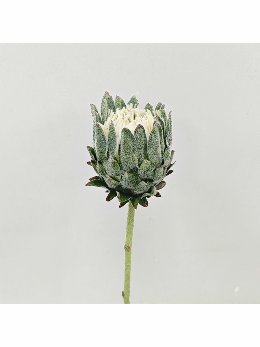 Стабилизированные цветы Бугенвиллия, 43 гр