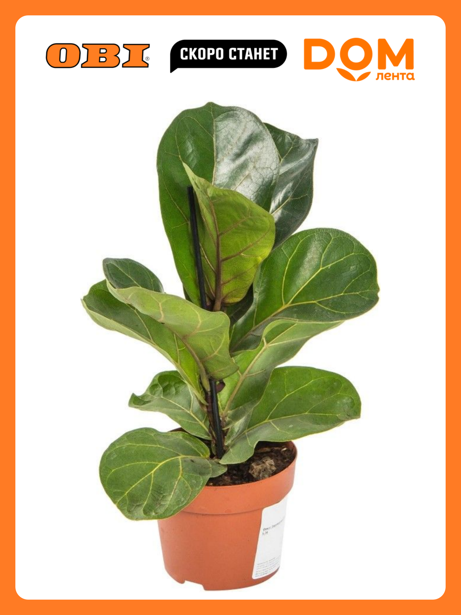 Фикус Лирата "Бамбино", многолетнее, вечнозеленое, декоративно-лиственное растение