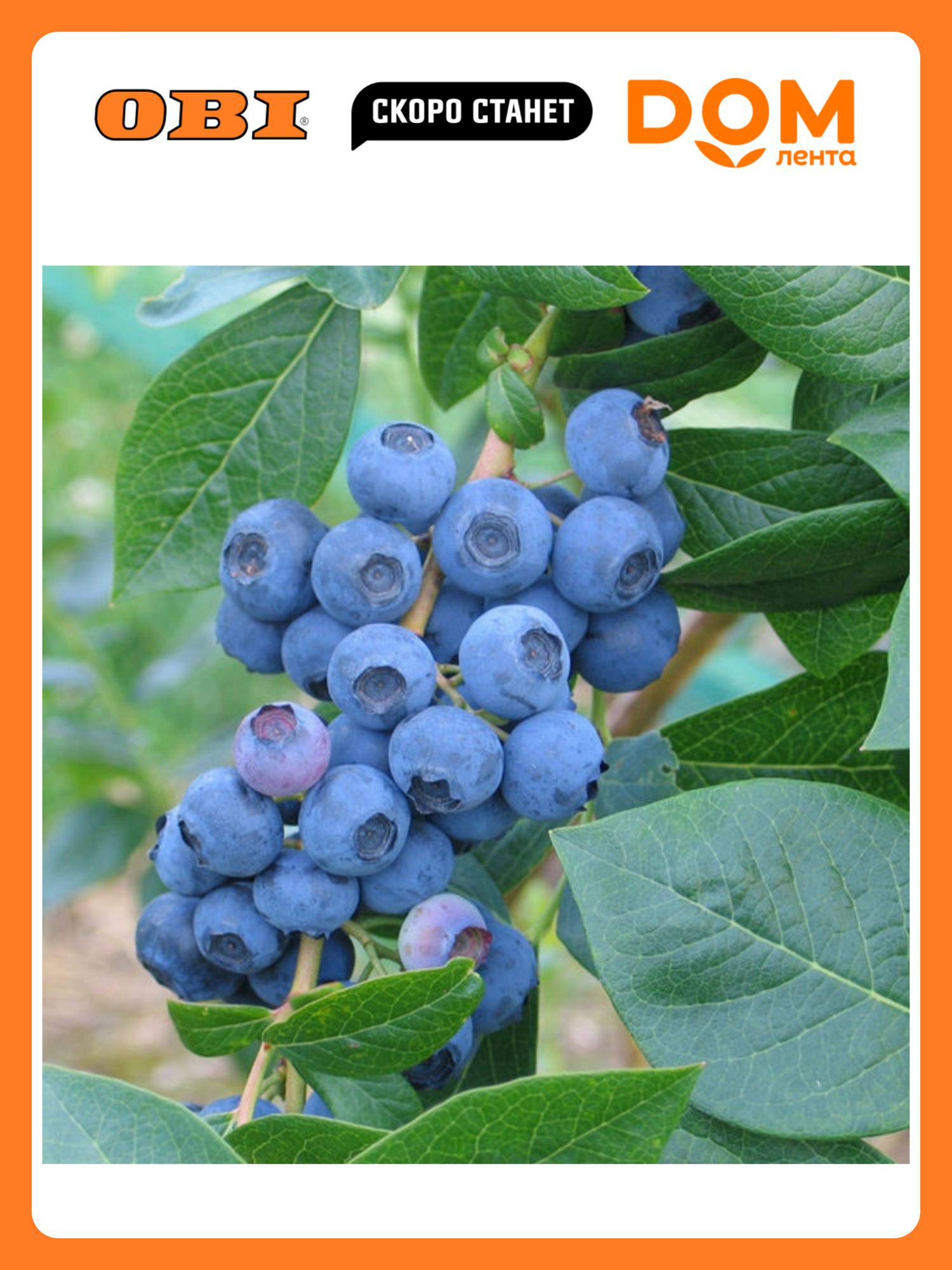 Плодовый кустарник "7 цветов", саженец, закрытая корневая система, многолетние, 1 шт