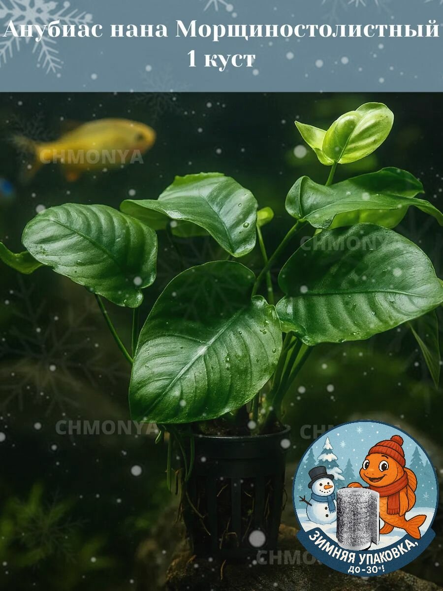 Аквариумное растение Анубиас Нана Морщинолистный (Anubias nana Wrinkle leaf), живое аквариумное растение 1 куст