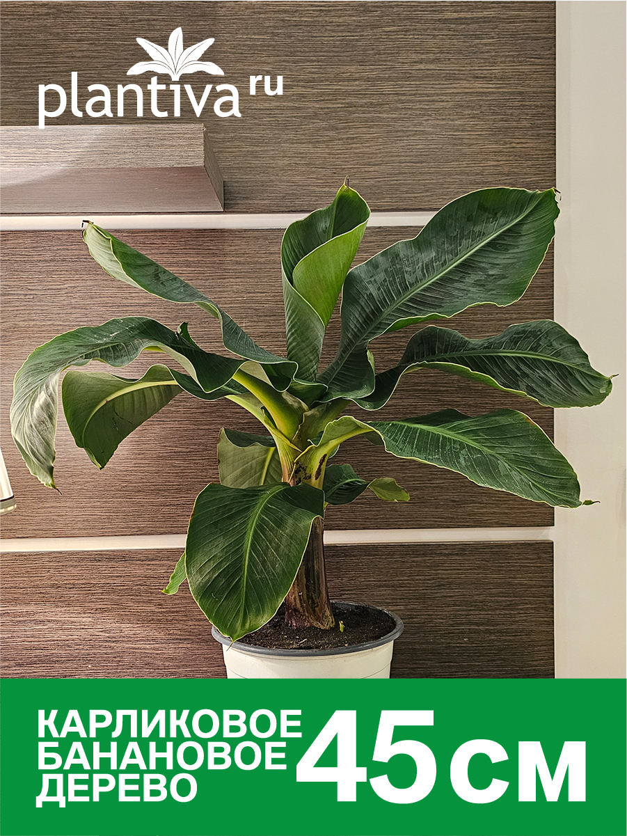 Саженец Банановое дерево Кавендиш, 45см, со своими бананами через 11 мес