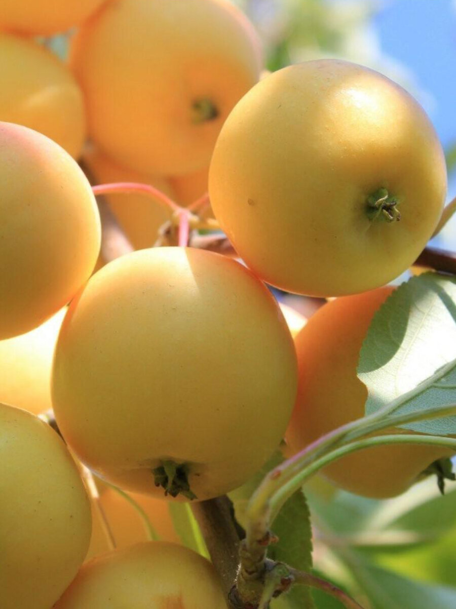 Яблоня "Китайка золотая", многолетняя, морозостойкая, 2 года