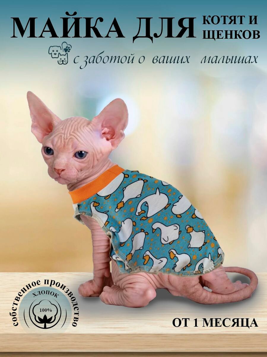 Одежда для Котят (сфинкс) - Майка, 4 месяц