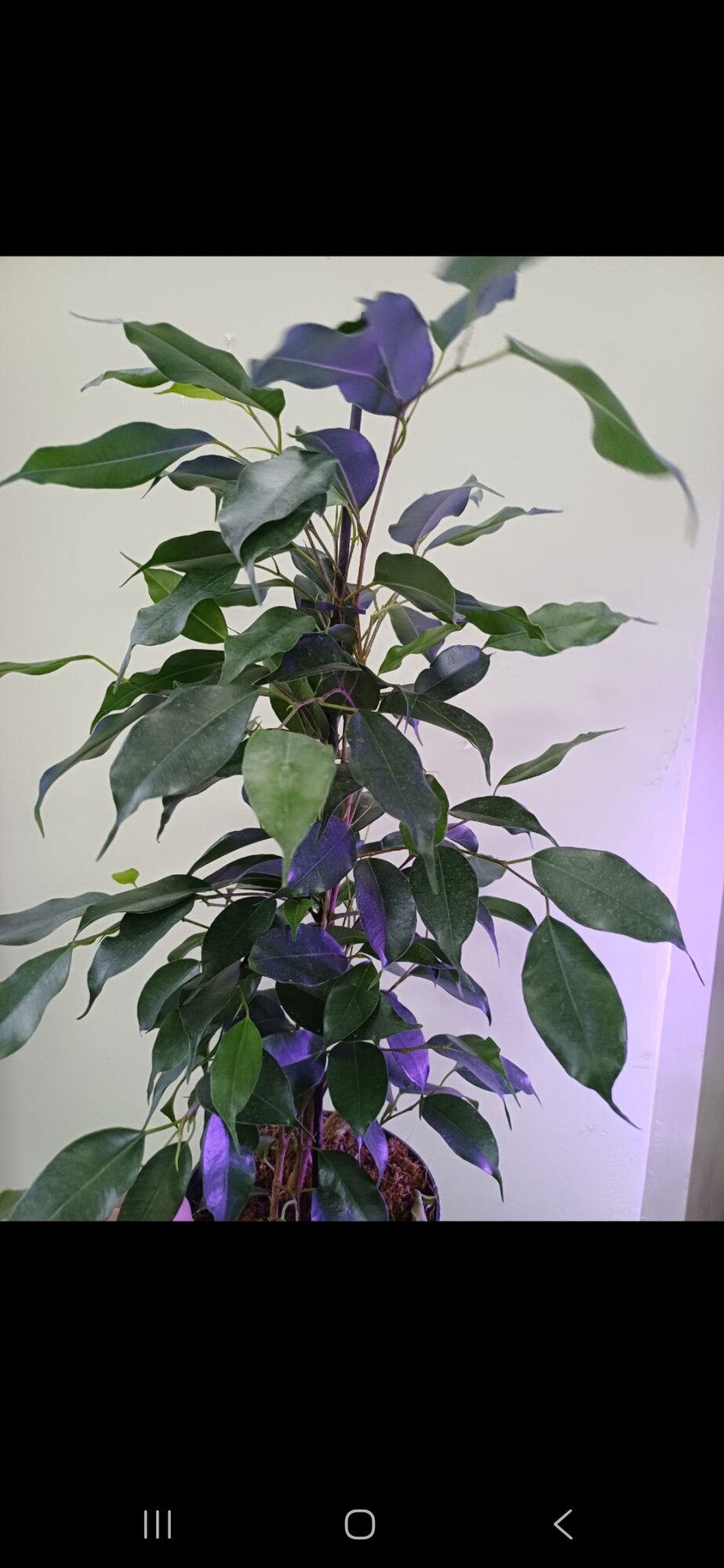 Фикус бенджамина