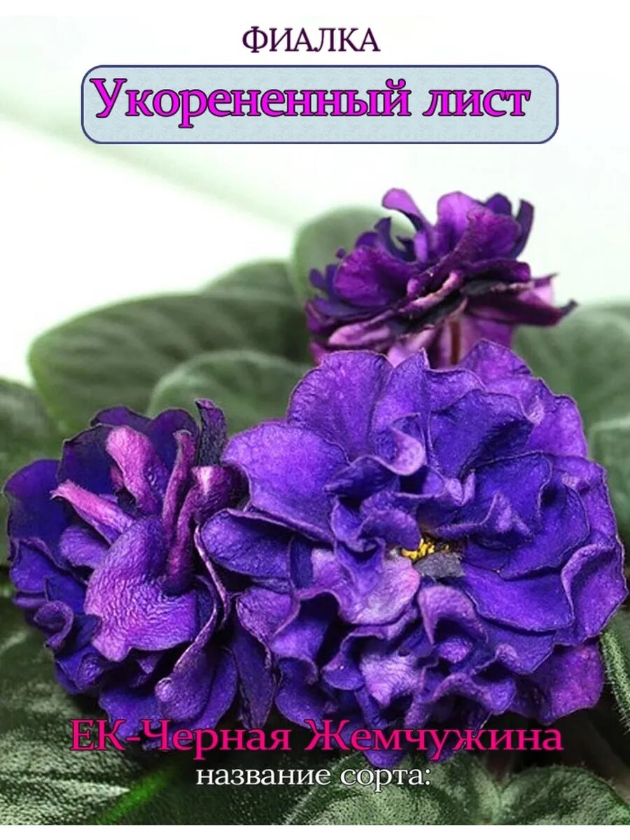 Фиалка живая в горшке комнатная сорт ЕК-Черная Жемчужина (укорененный лист) 1 штука