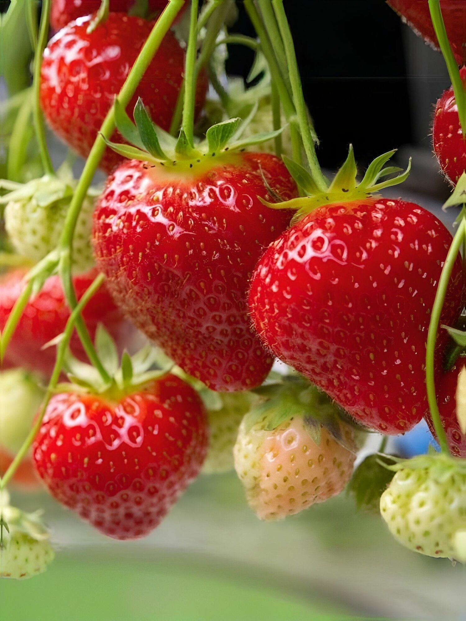 Рассада. Клубника Наяда 5шт