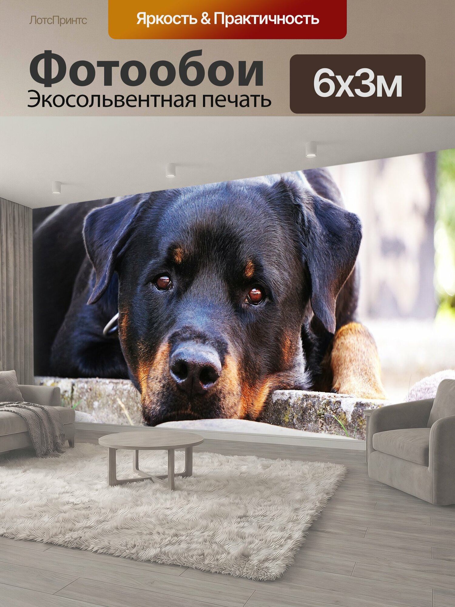 Фотообои "Собака, ротвейлер, крупный план" 600x300 см. экосольвентная печать