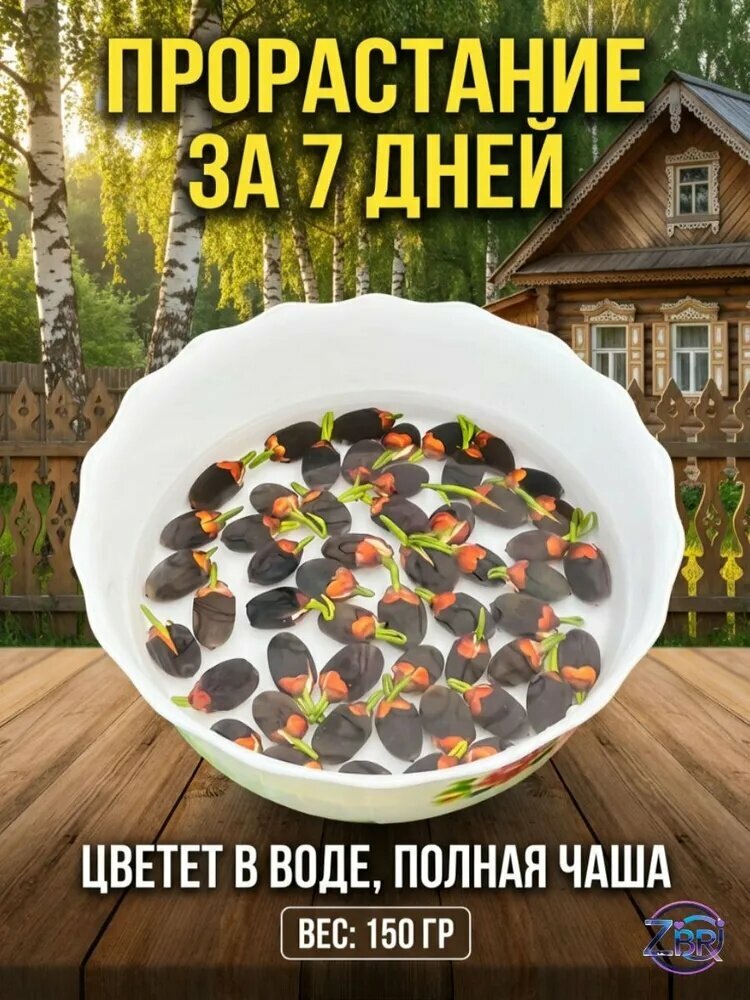 Набор для выращивания, 60 штук семян