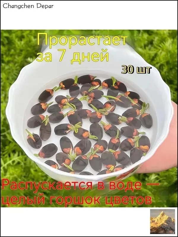 Семена кувшинок Кувшинки для прудов и домашних аквариумов, быстрое цветение