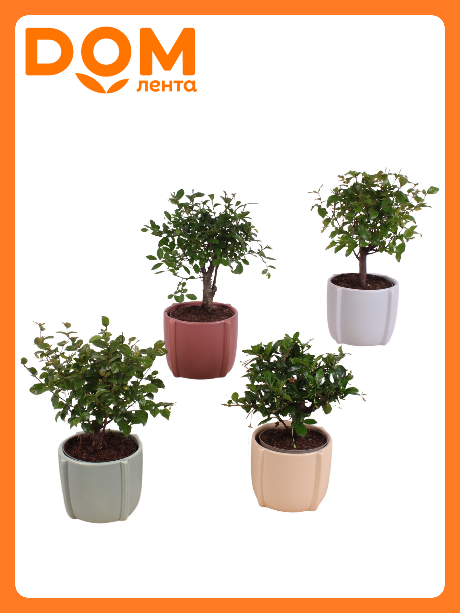 Бонсай FLORA GROUP, в круглой керамике, d12, h45, многолетнее, умеренная влажность воздуха