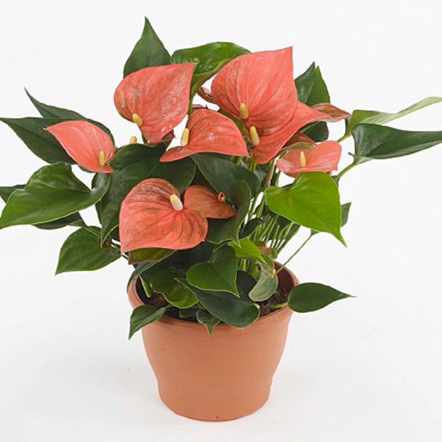 Антуриум Floriclone Alegria, семена