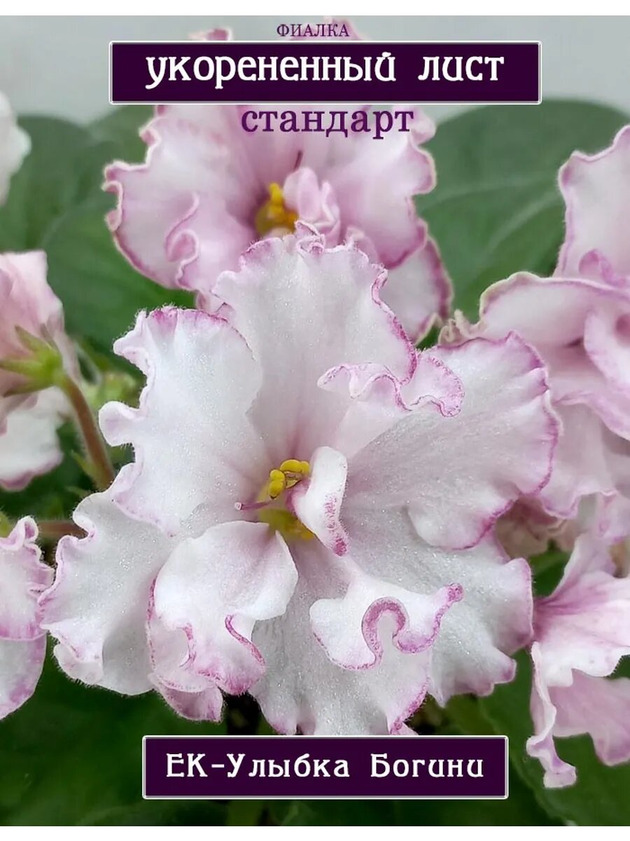 Фиалка комнатная живая укорененный лист ЕК Улыбка Богини