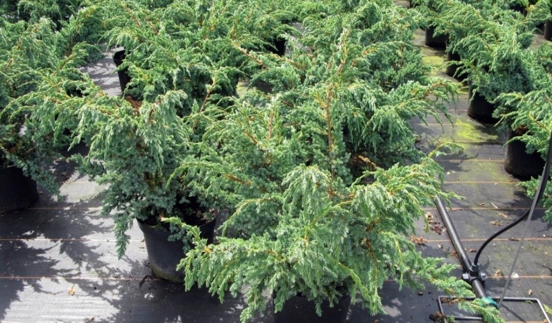 Можжевельник чешуйчатый Мейери (Meyeri), 30-50, С7