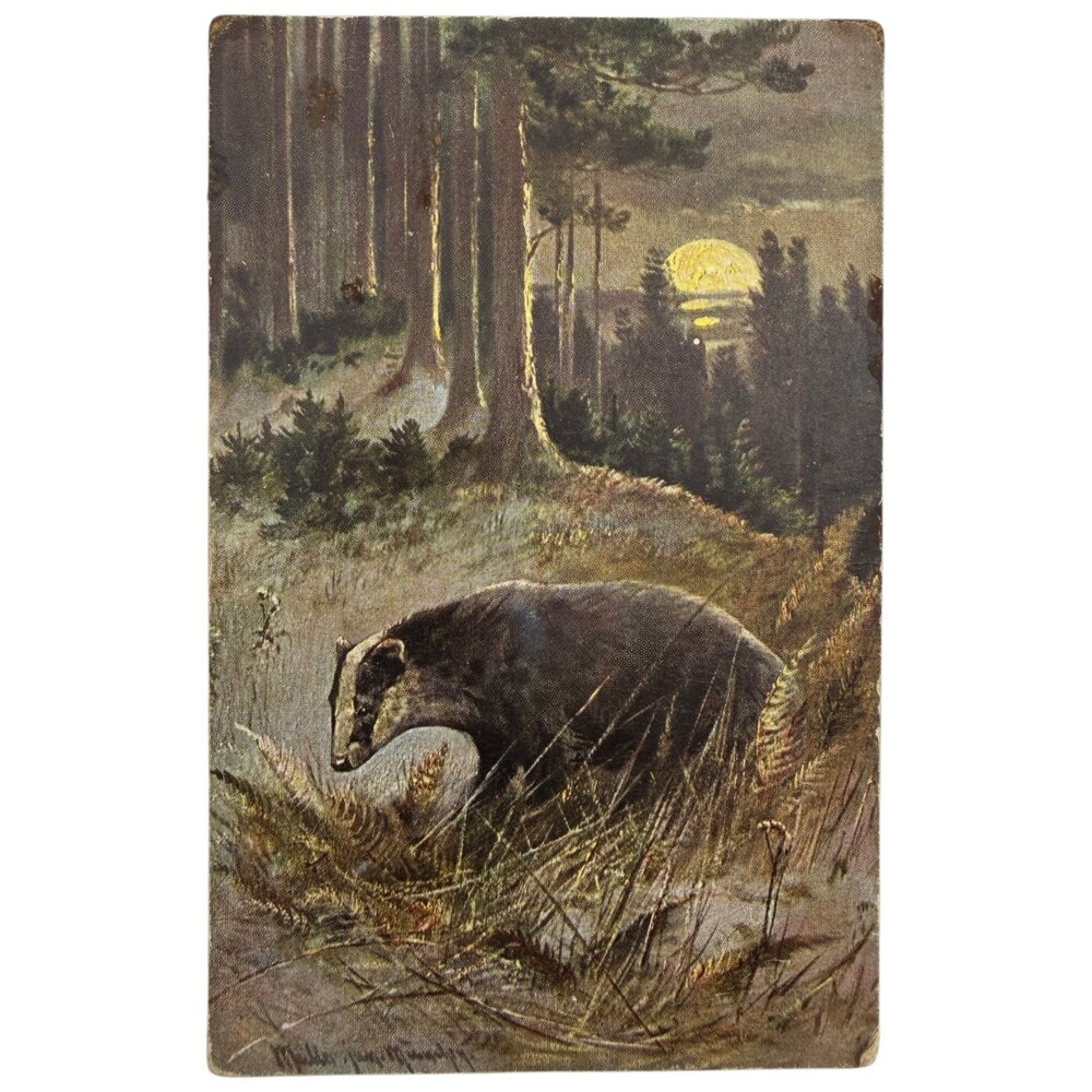 Почтовая открытка "Барсук на ночной охоте" 1910-1917 гг. Германская Империя