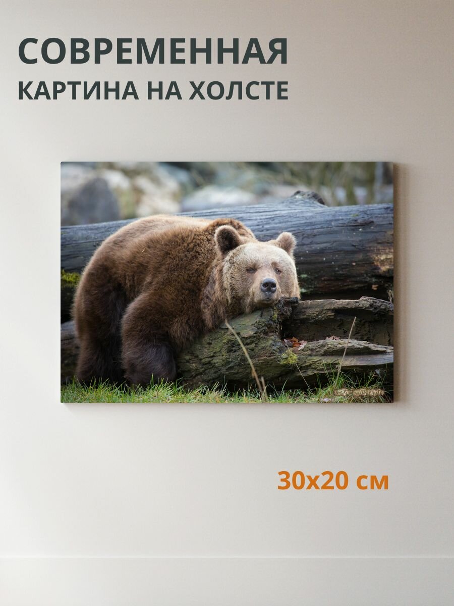 Картина на холсте Медведь на брёвне 30x20 см