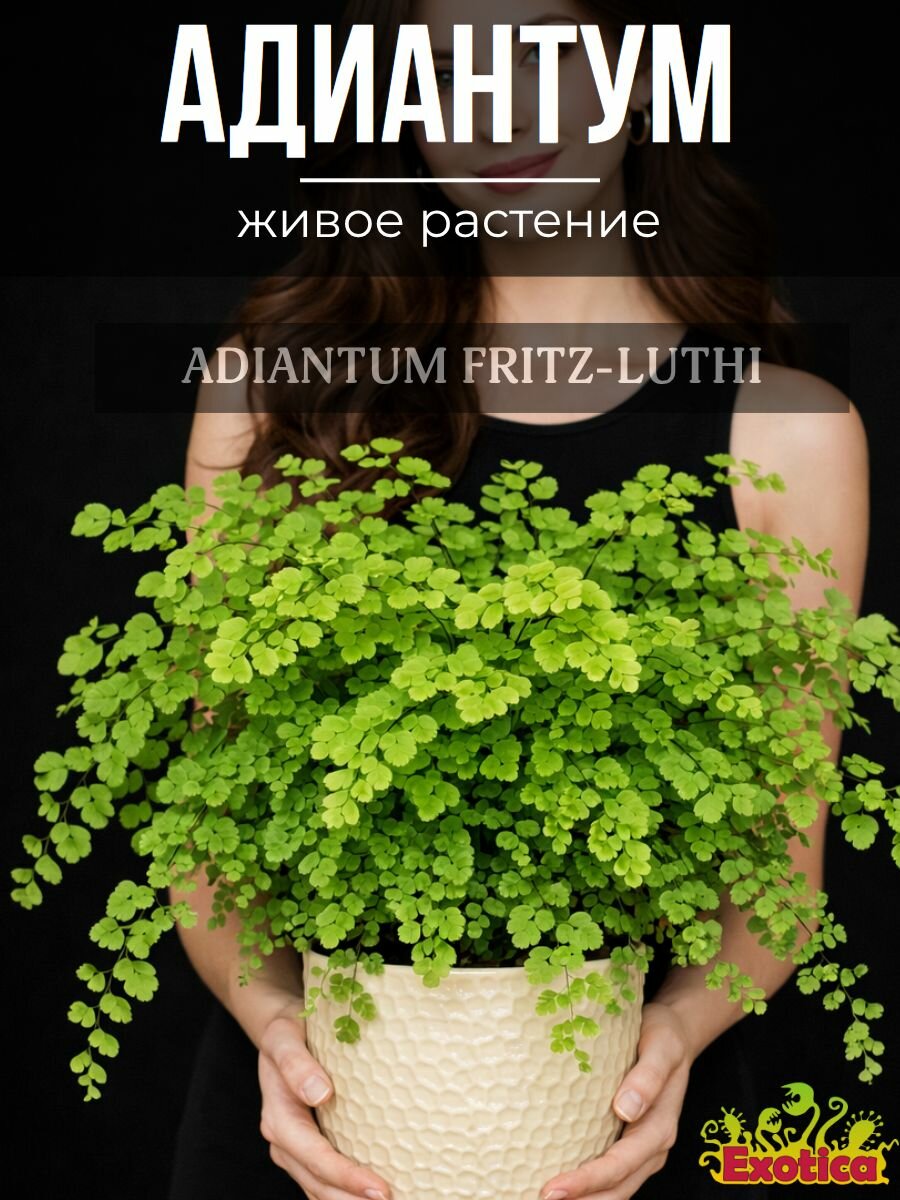 Адиантум Фриц Лутц, Ажурный Папоротник (Adiantum Fritz-luthi) D6см
