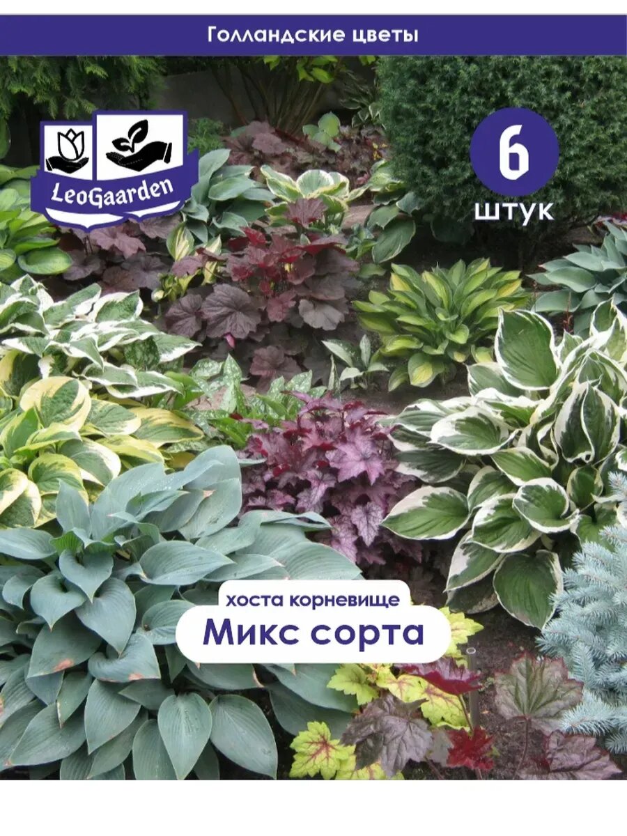 Хоста Корневище, Микс сортов, 6шт.