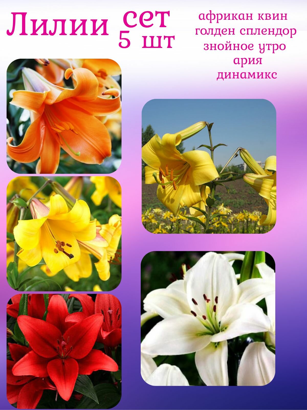 Лилия луковицы, многолетние цветы для посадки, СЕТ 5 штук