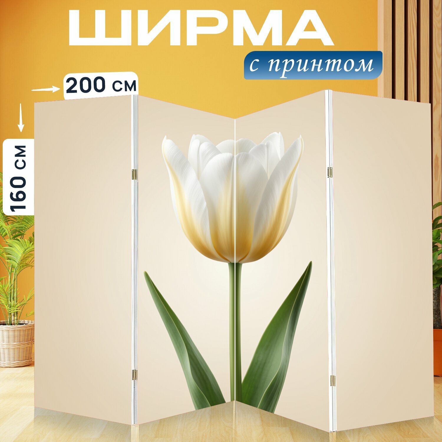Ширма "Белый тюльпан на бежевом фоне. Нежный одиночный цветок с кремово-золотистыми лепестками и зелеными." перегородка для зонирования комнаты с принтом 200x160 см. на холсте
