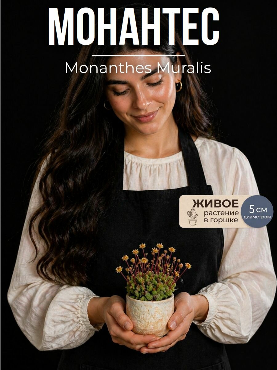 Монантес Муралис (Monanthes Muralis) D5см, суккуленты живые