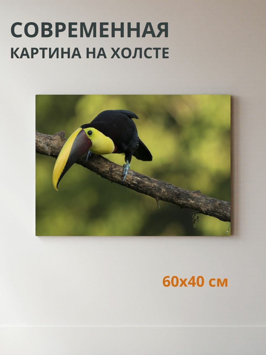 Картина на холсте Тукан на ветке 60x40 см