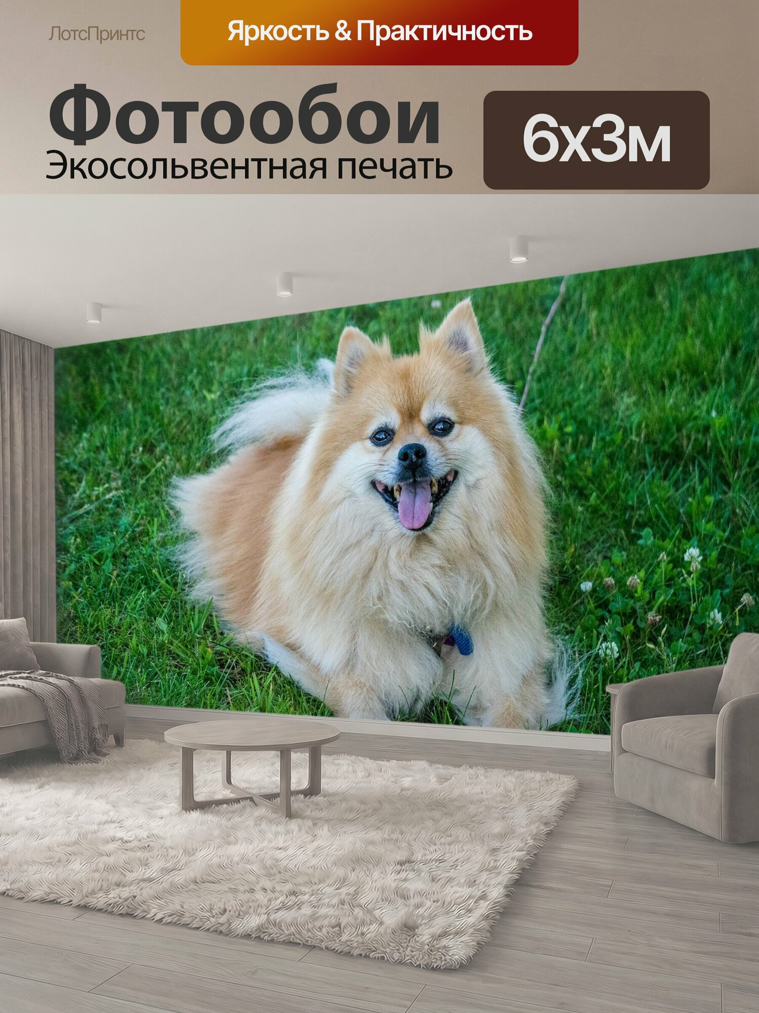 Фотообои "Собака, померанский шпиц, милый" 600x300 см. экосольвентная печать