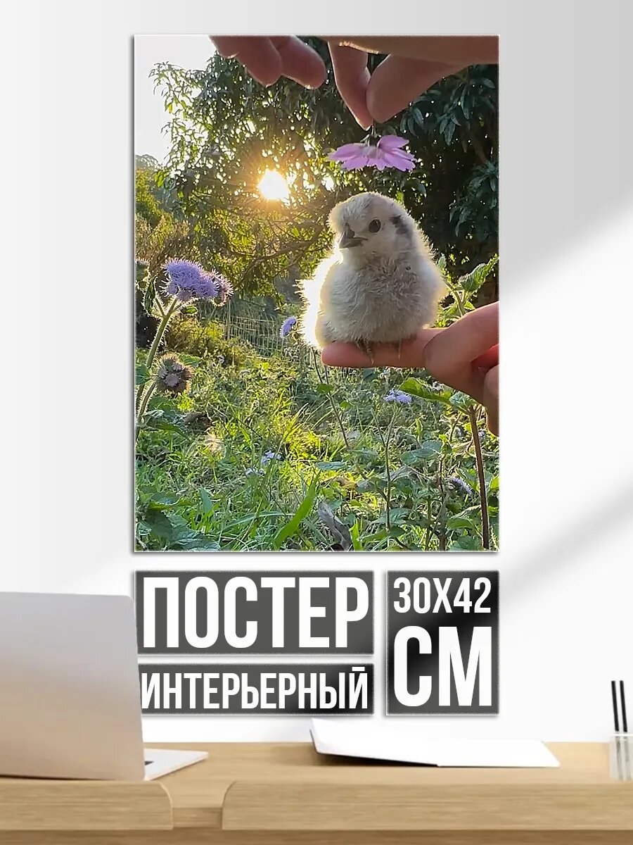 Плакат постер Пушистый цыпленок на пальце