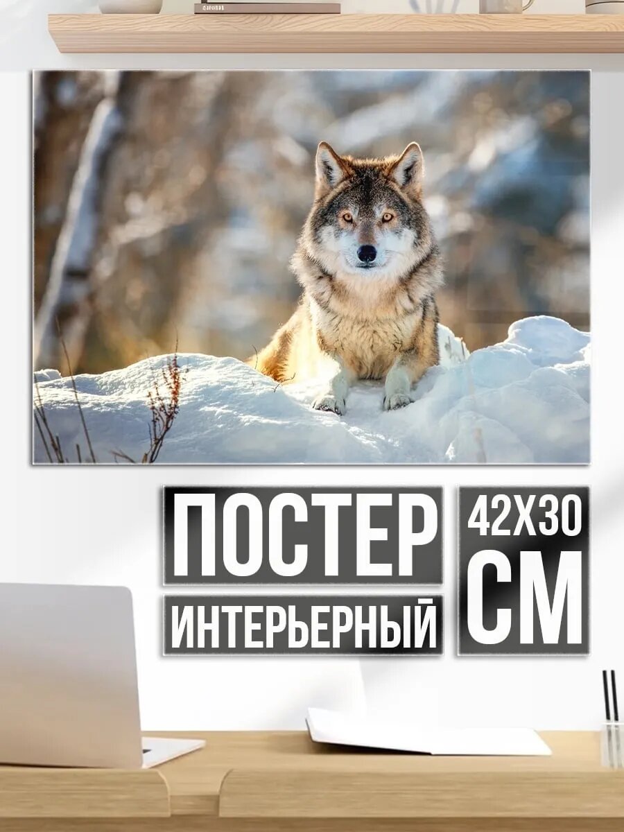 Плакат постер Зимний волк