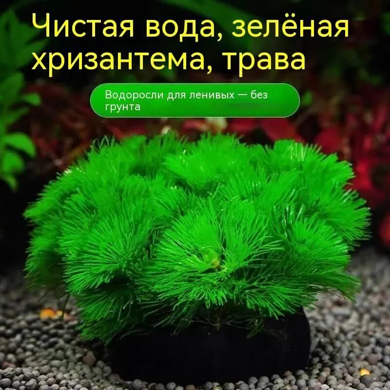 Набор из 2 шариковых водорослей для аквариума зеленая хемиантус-водоросль для фона и декора, без грунта, улучшение воды, подходит для бойцовых рыб