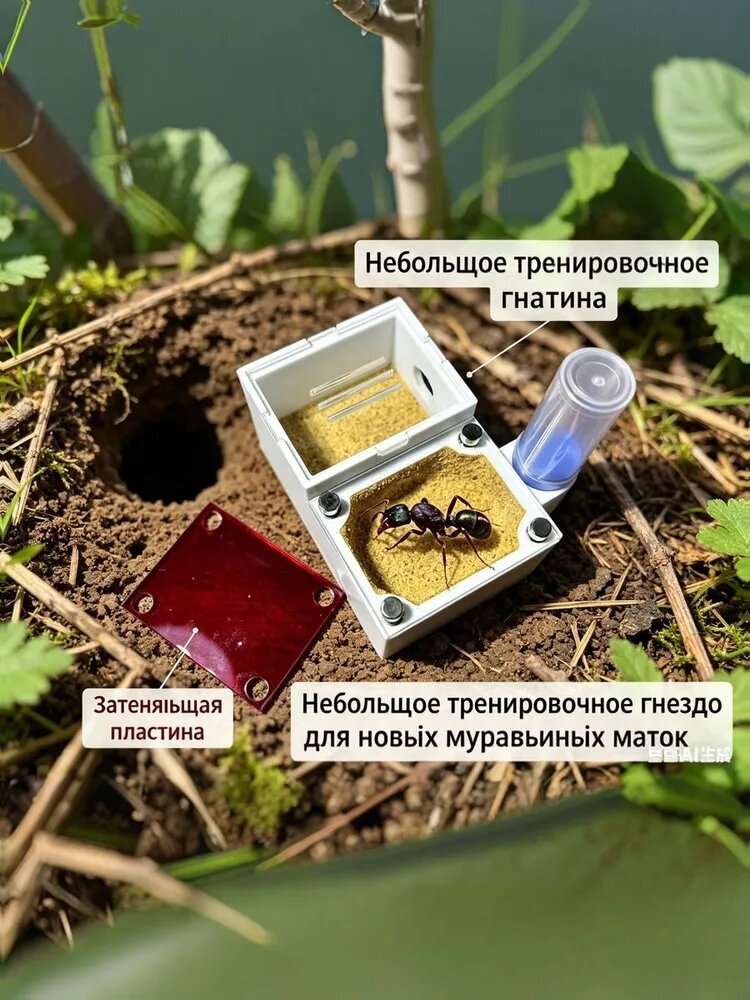 Муравьиное гнездо 8*6cm, новая королева