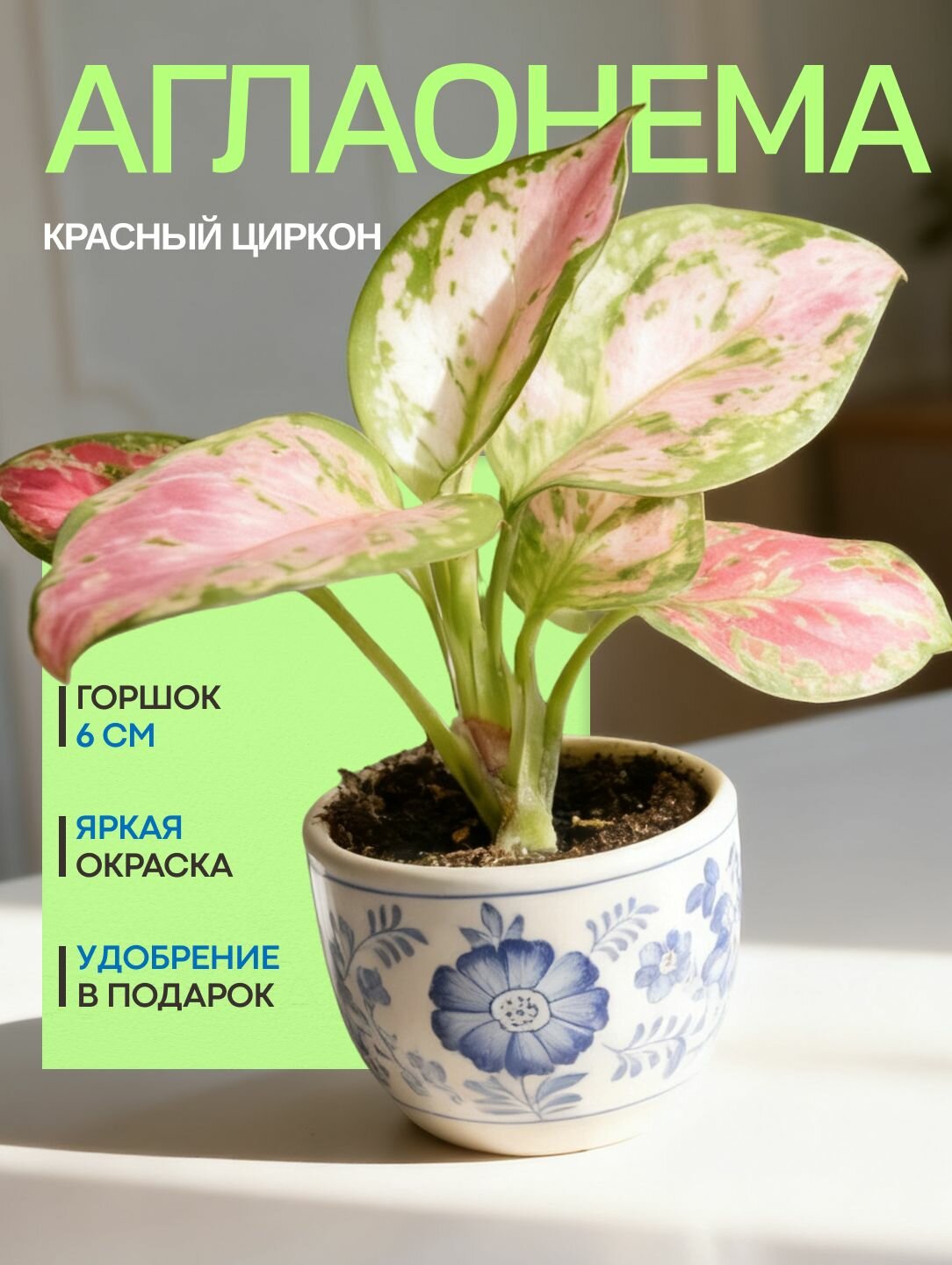 Аглаонема Красный Циркон комнатный цветок в горшке живой