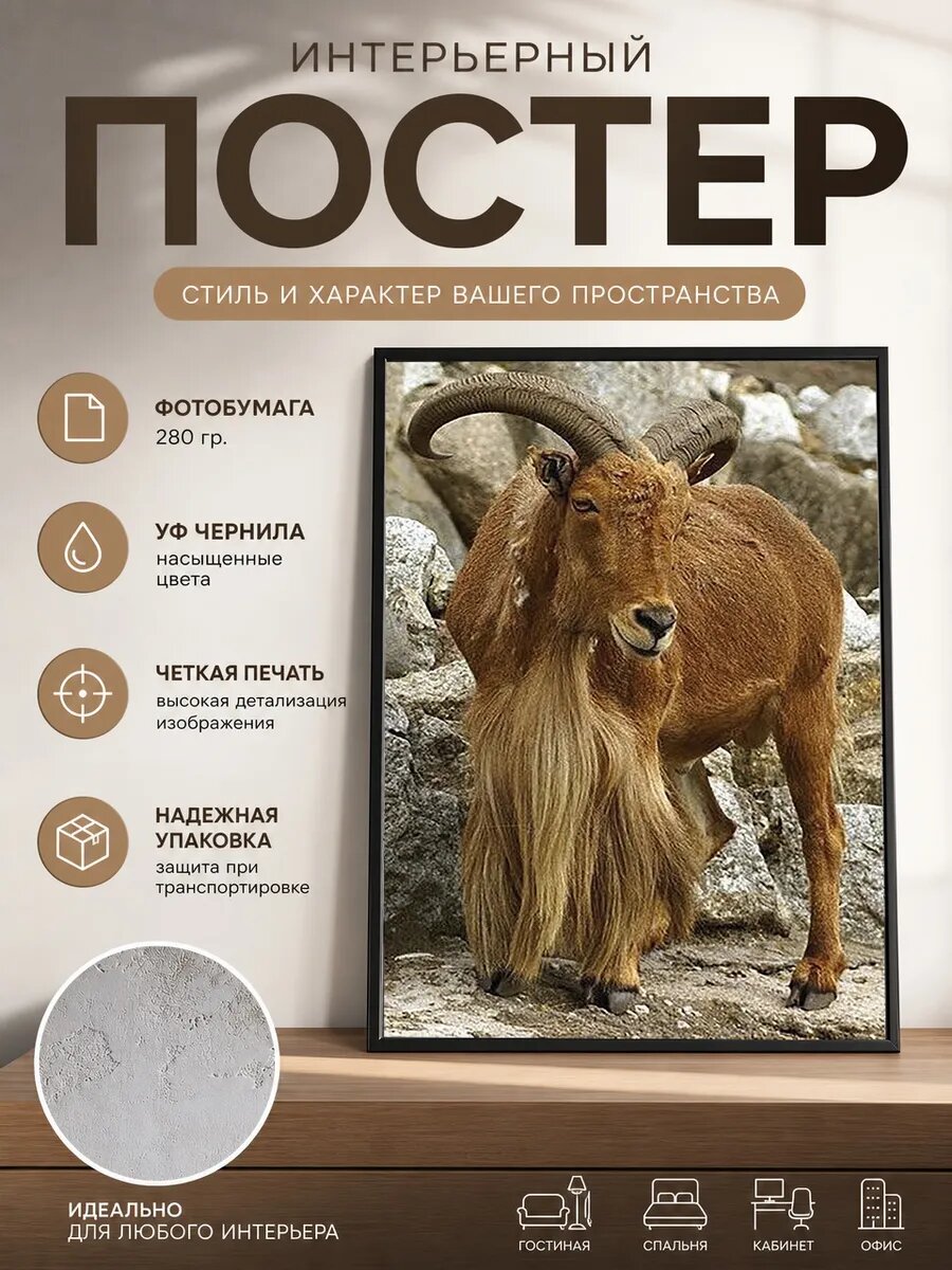 Постер на стену 60×40см. Горный козел, декор для интерьера.