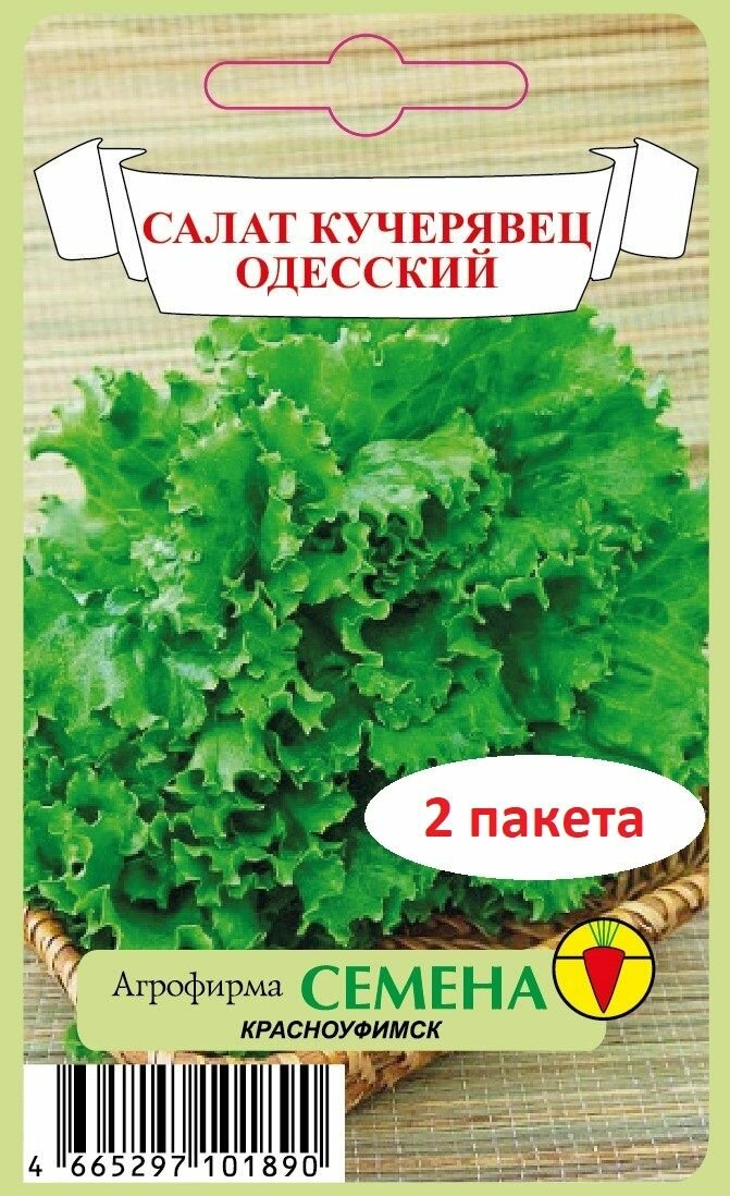 Салат кучерявец одесский - 2 пакета семян, зелень, кучерявый, сочный, вкусный кучерявец одесский семена салата кучерявый салат