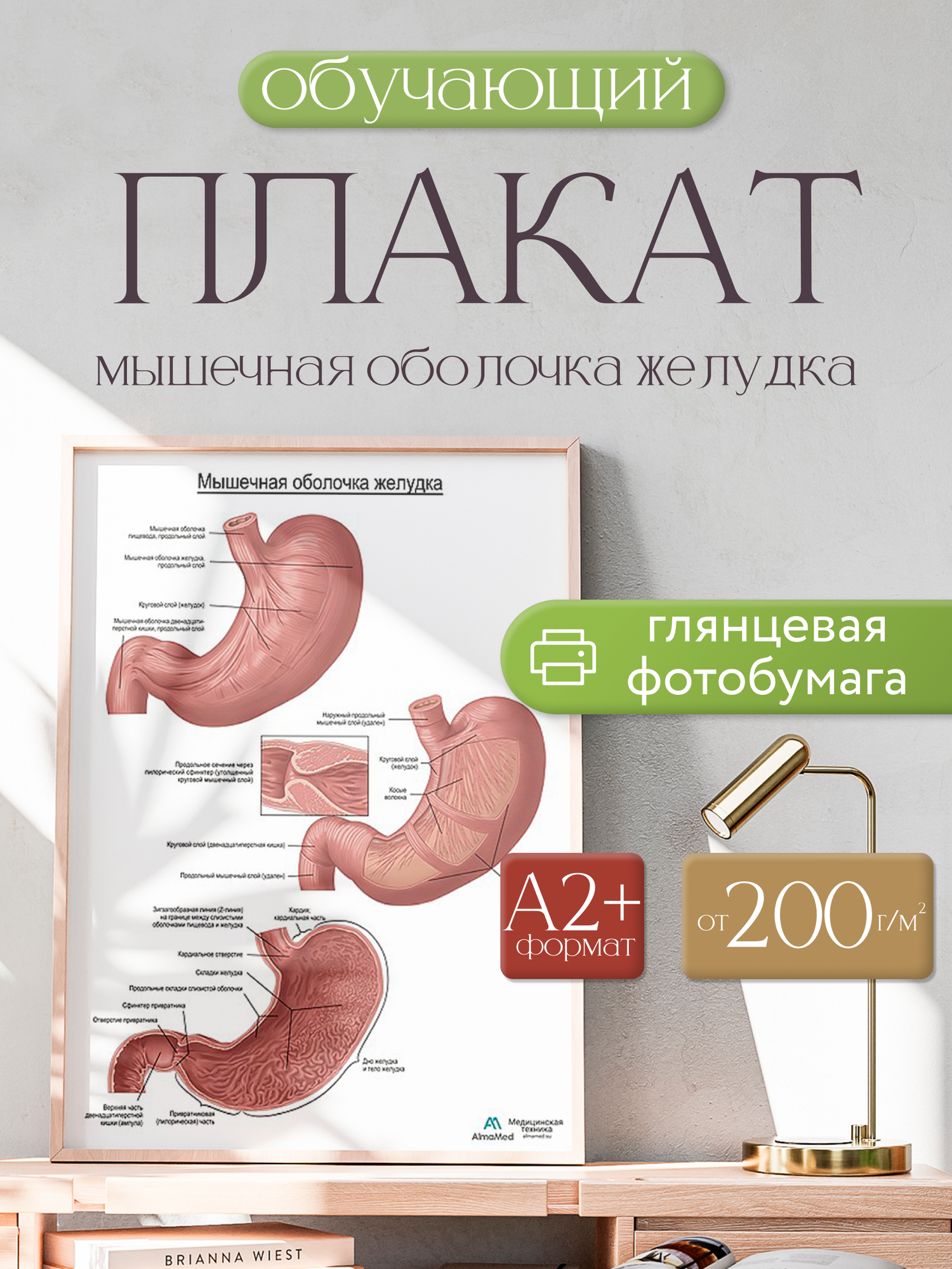 Обучающий плакат "Мышечная и слизистая оболочка желудка", размер А2+, глянцевая фотобумага от 200г/м2