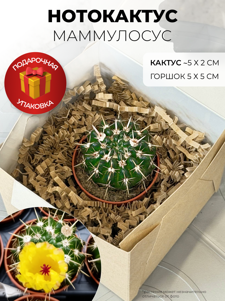 Кактус Нотокактус sinitca_leaf, шаровидной формы, живое растение в подарочной упаковке 1 шт.