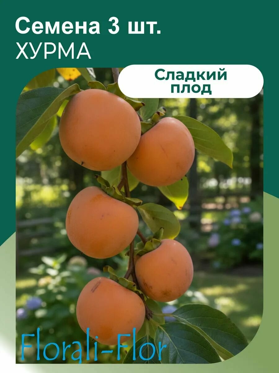 Хурма Семена